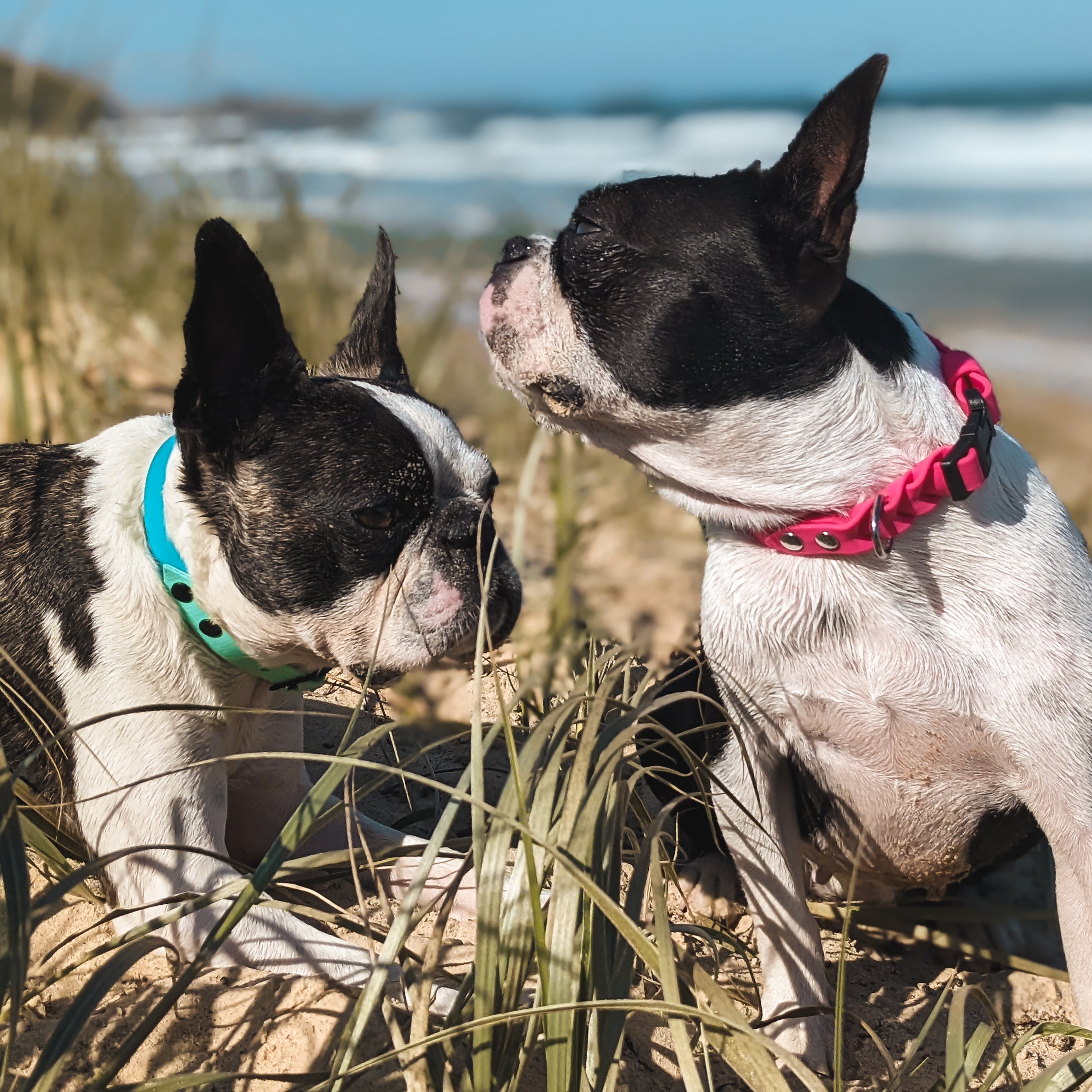 Waterproof dog collars I BioThane collars Handmade in Australia ...