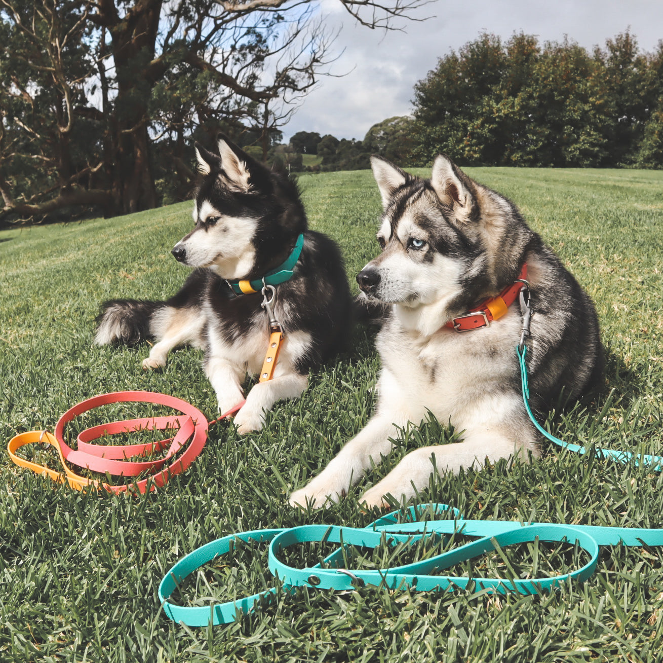 Waterproof dog leashes I BioThane leashes - Handmade in Australia ...