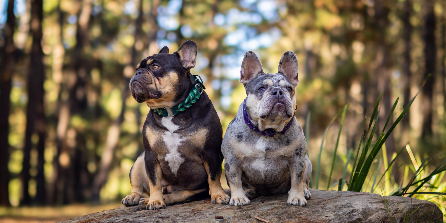 Products – Ruffly Dog