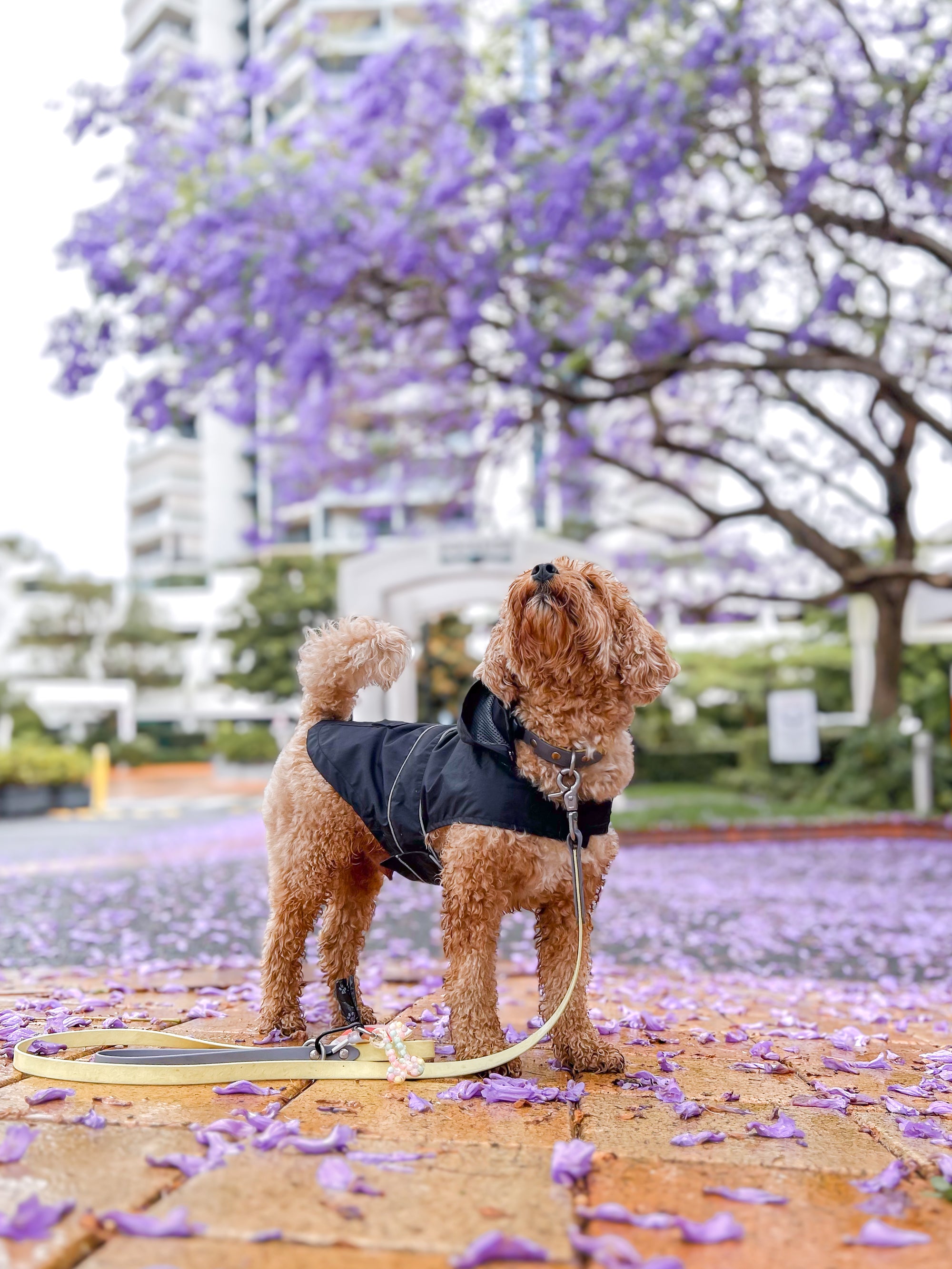 Waterproof collars, leads and harnesses Handmade in Australia – Ruffly Dog