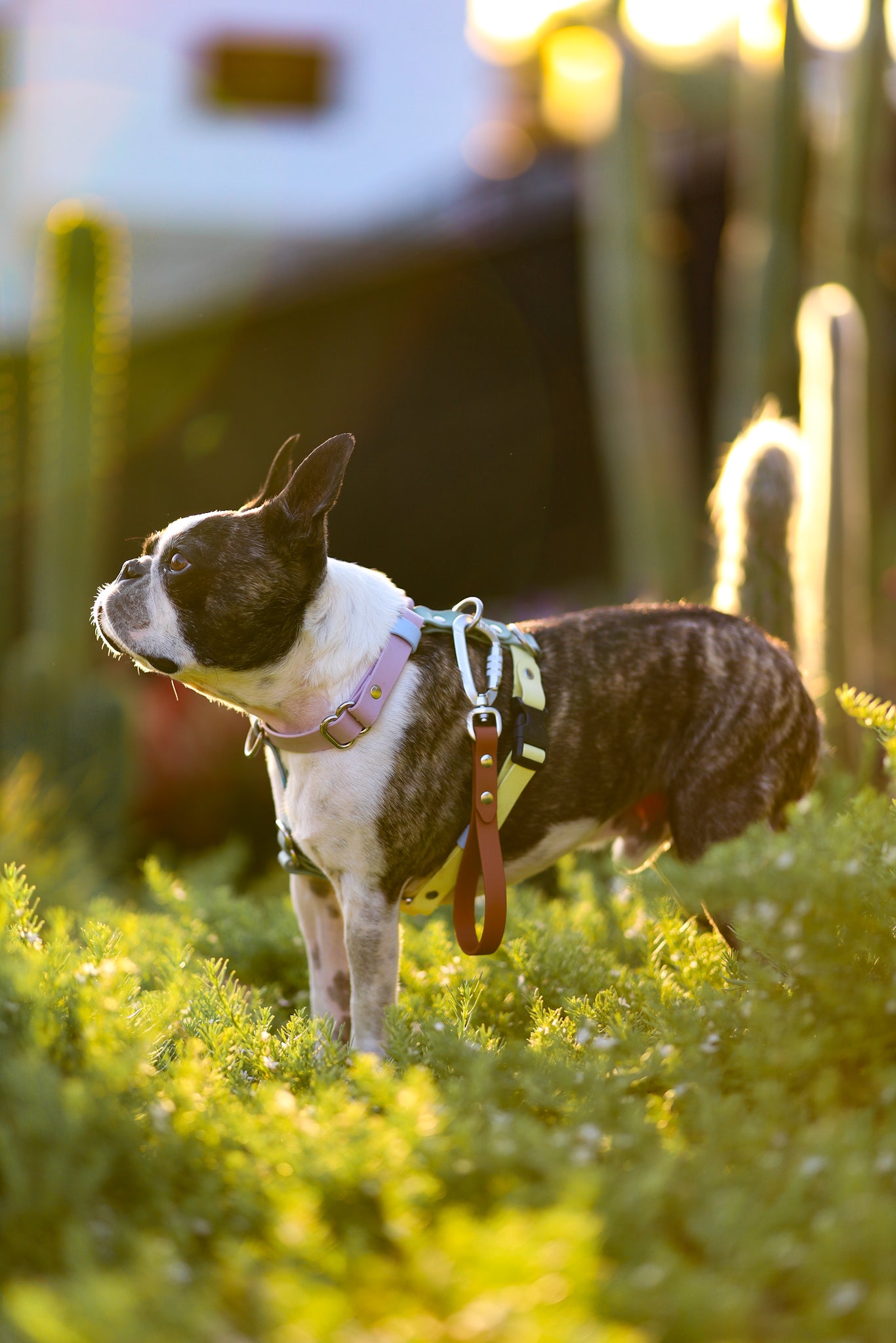 Waterproof collars, leads and harnesses Handmade in Australia – Ruffly Dog