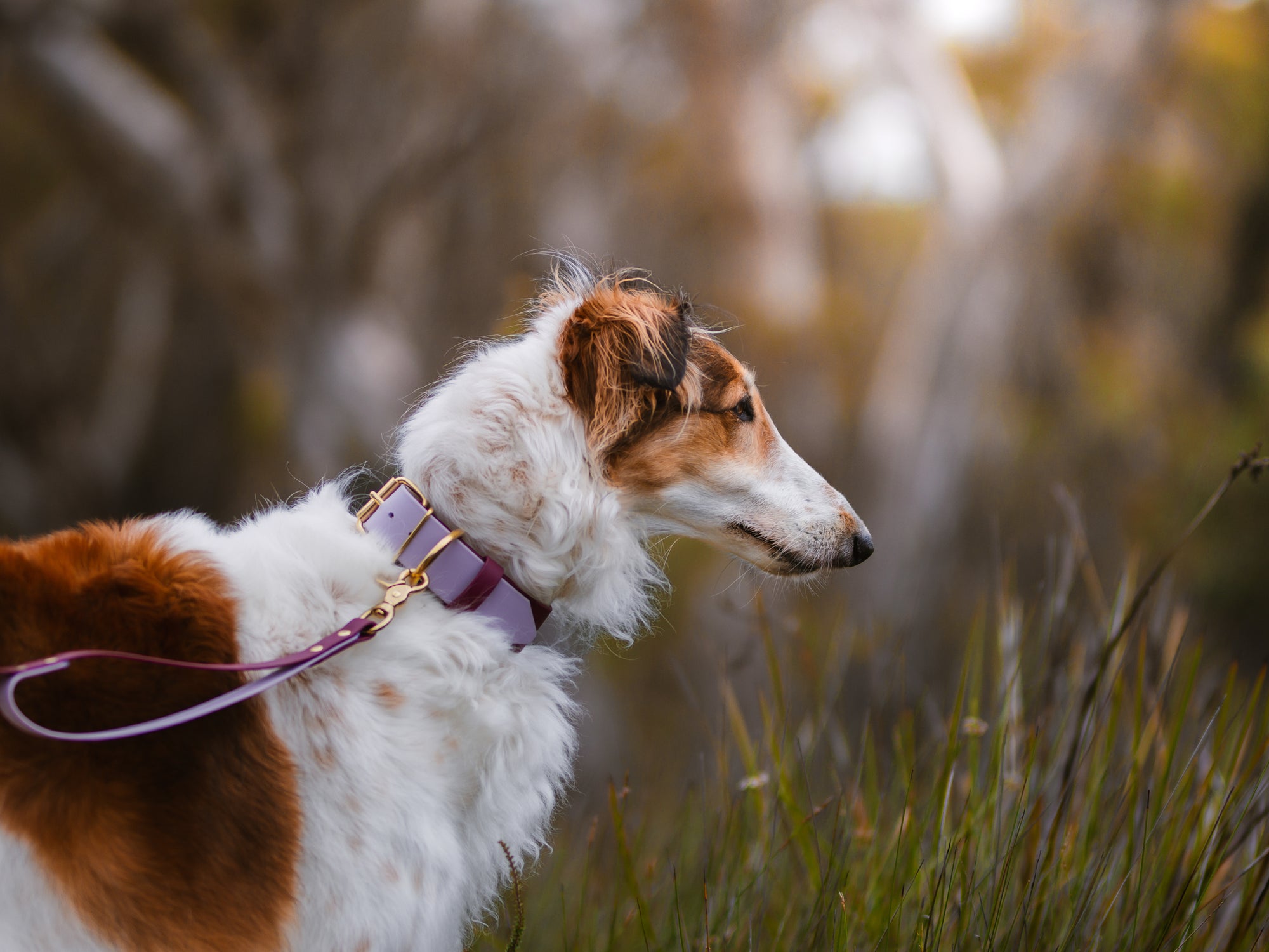 Waterproof BioThane® and rope dog collars, leads and harnesses – Ruffly Dog