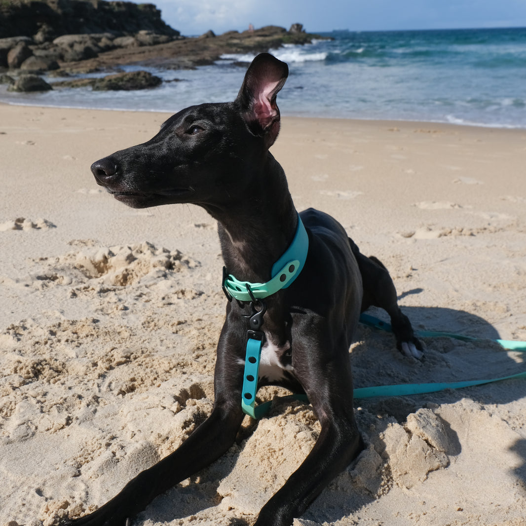 BioThane collars#N# – Ruffly Dog