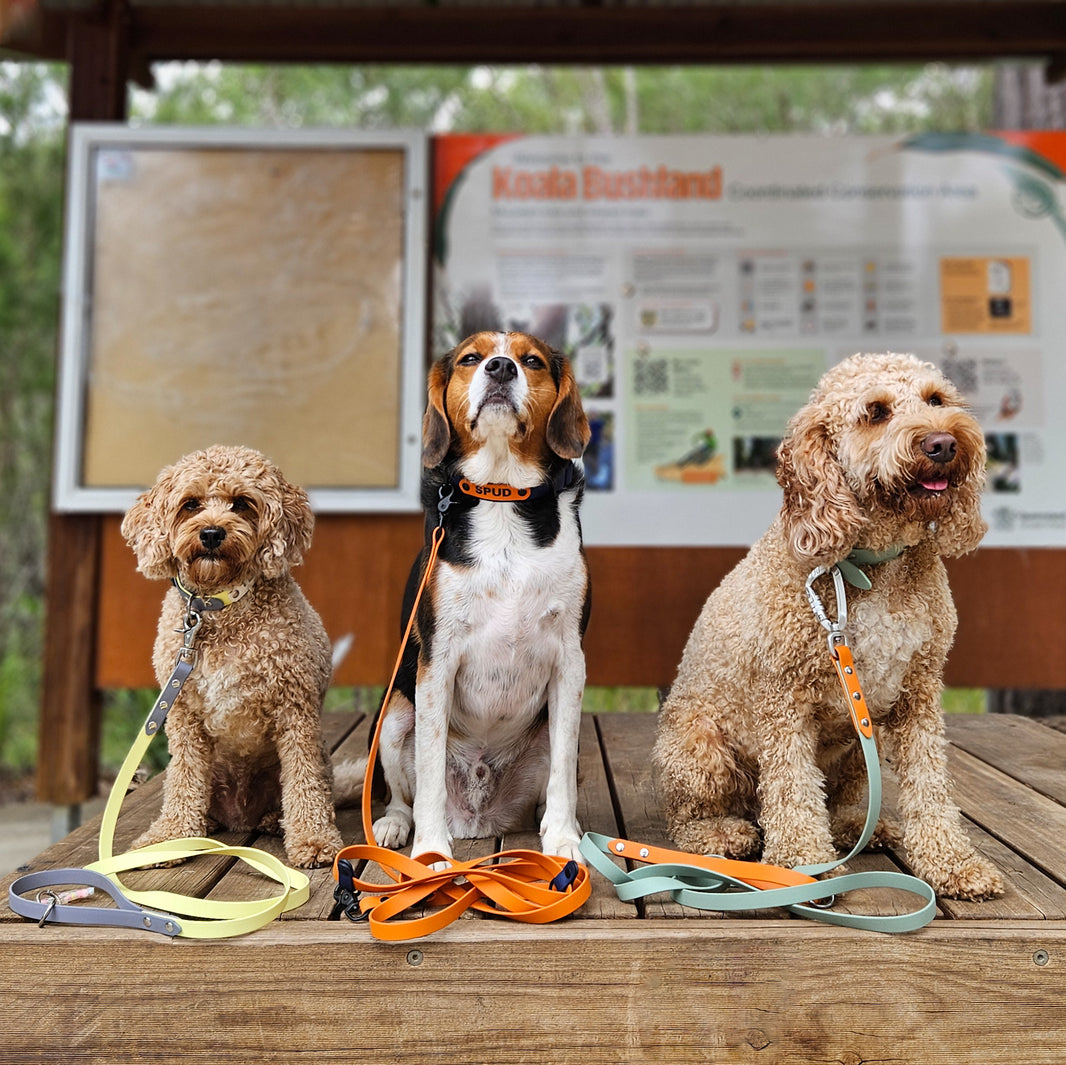 Waterproof collars, leads and harnesses Handmade in Australia – Ruffly Dog