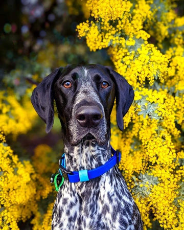 Waterproof BioThane® and rope dog collars, leads and harnesses – Ruffly Dog