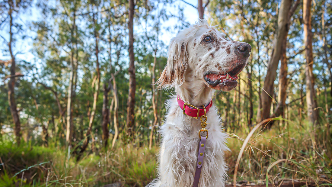 Ruffly dog - Custom waterproof biothane dog gear – Ruffly Dog