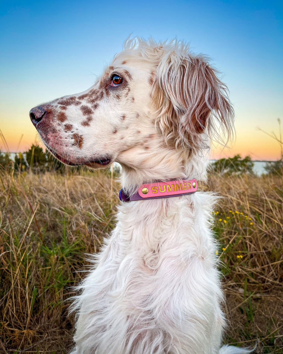 Waterproof dog collars I BioThane dog collars – Ruffly Dog