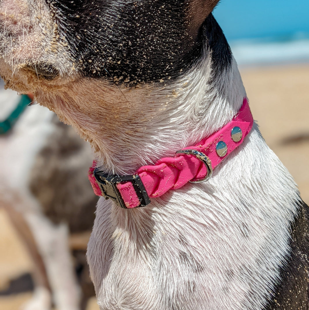 Waterproof dog collars I BioThane collars Handmade in Australia ...